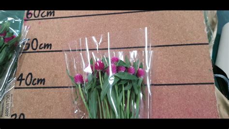 인터넷꽃도매시장 천일홍 생화 생화택배 생화도매 장미대량구매 꽃 꽃종류 꽃다발 꽃도매 꽃시장 부산꽃시장 김해꽃시장 꽃쇼핑몰 김해꽃 부산꽃 꽃싸게사는법 Youtube