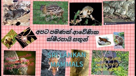 Sri Lankan Endemic Mammals අපට පමණක් ආවේණික ක්ෂීරපායි සතුන් Youtube