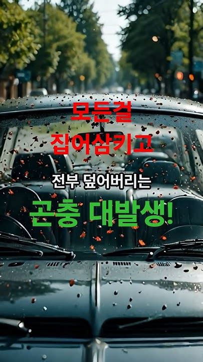 러브버그의 저주 벌레 떼의 습격 곤충대발생 Shorts Youtube