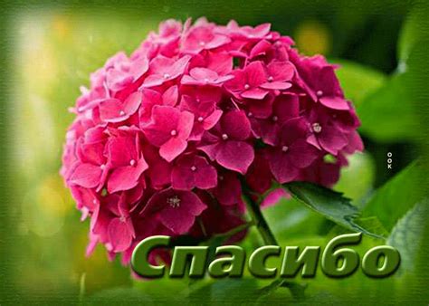 Безупречная открытка с цветком Спасибо Скачать бесплатно на