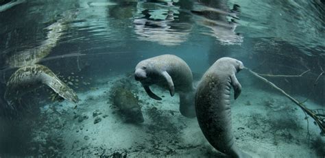 Florida Manatee Defenders Of Wildlife
