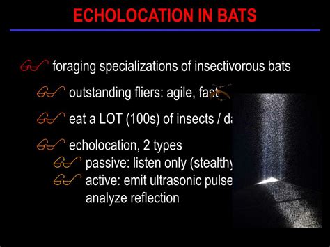 PPT Pt 2 Sensory Input Ch 2 Echolocation In Bats Bat Behavior Decoding The Acoustic