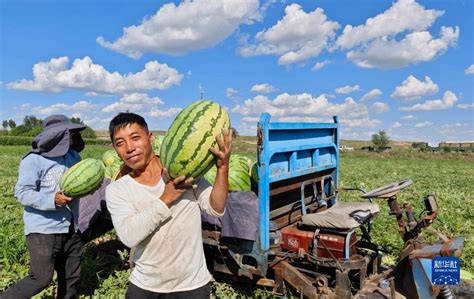 內蒙古無定河流域西瓜採摘忙 新華網