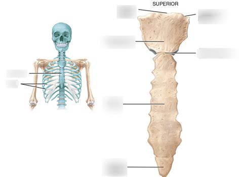 Lab Practical 2 Axial Skeleton Sternum Diagram Quizlet