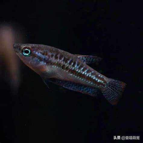 如何治療魚中的吸蟲 每日頭條