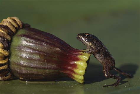 Froglet Tree Frog