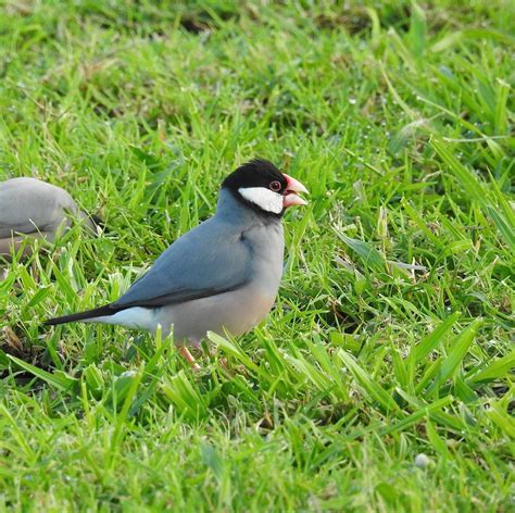 BirdsEye Photography Review Photos