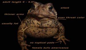 How To Tell If A Toad Is Male Or Female AMPHIPEDIA