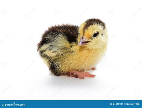 English Tuxedo Quail Species Stock Image Image 24815911