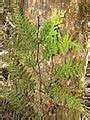 Categoryvandenboschia Davallioides Wikimedia Commons