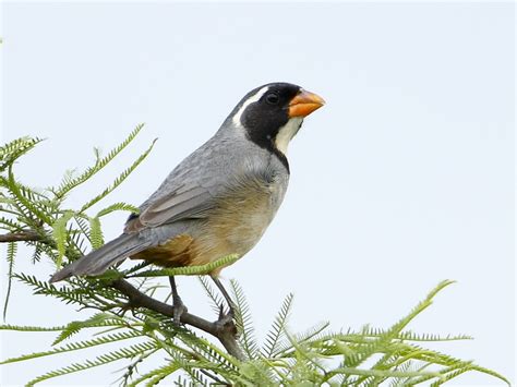 Canto Do Bico Duro Pássaros