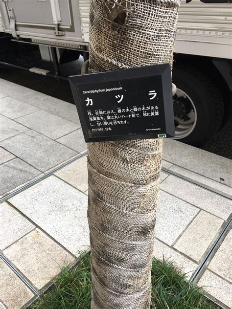 「カツラ」の木が大きくなりました。 マイ銀座