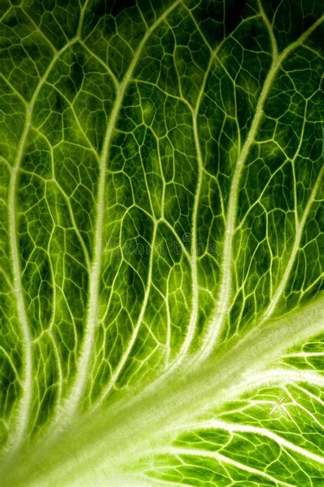 Leaf Veins Picture Image
