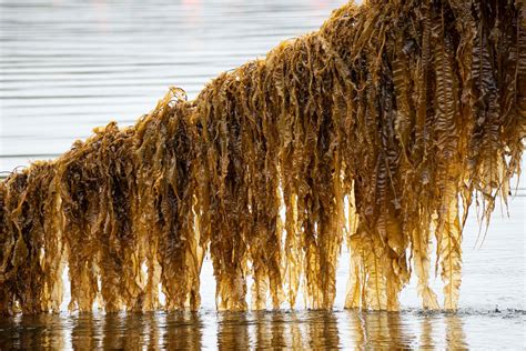 Alaskan Farmed Kelp Barnacle Foods