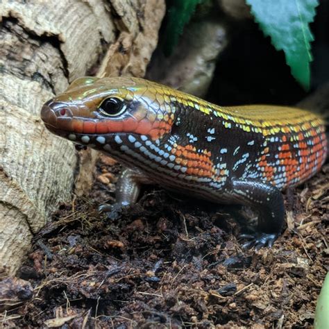 Fire Skink Care Aquariums West