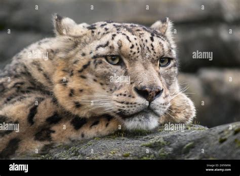 Portrait Of A Male Snow Leopard Native To The Mountain Ranges Of
