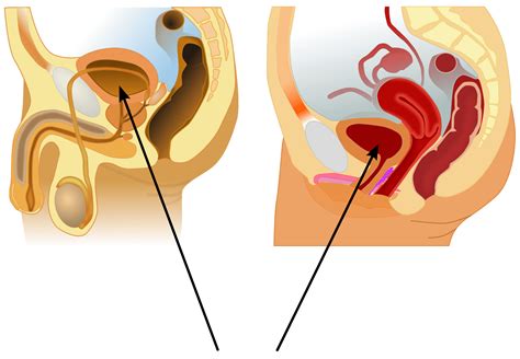 Dysfunctional Voiding The Urology Group Virginia