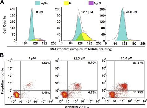 A Cell Cycle Analysis And B Apoptotic Cell Proportion Of A 375