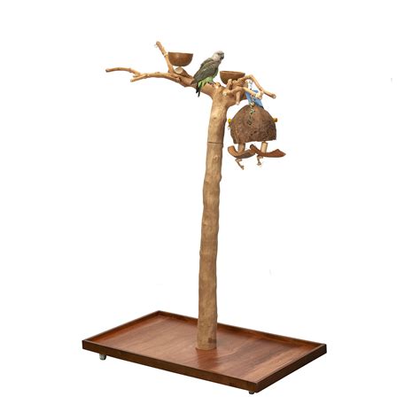 Java Trees And Java Products Archives Mg Hand Reared Birds