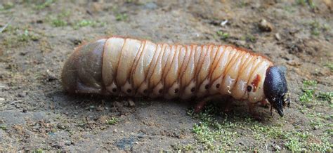 Is A Worm Insect At Martha Cannon Blog