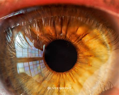 Macro Photography Ideas Top 20 From Easy To Hard — The School Of
