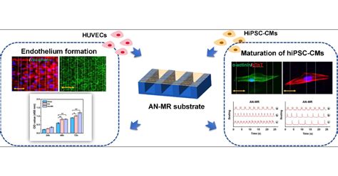 Aligned Nanofibrous Net Deposited Perpendicularly On Microridges