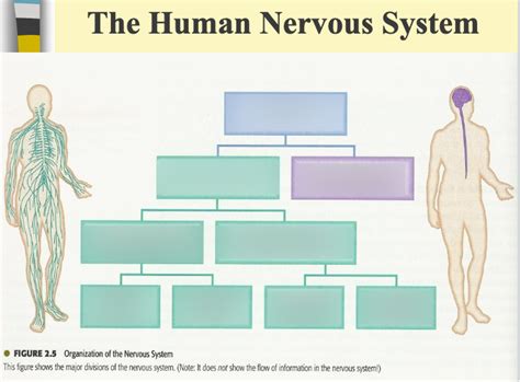 Nervous System Diagram Quizlet