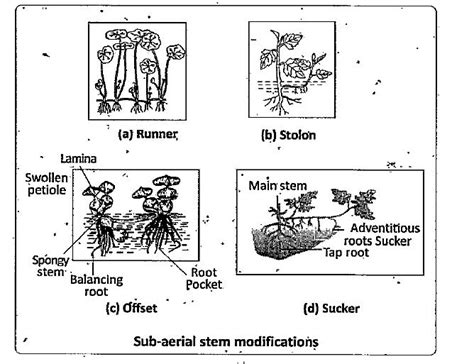 Different Types Of Modifications Of Stem At Jeri Burris Blog