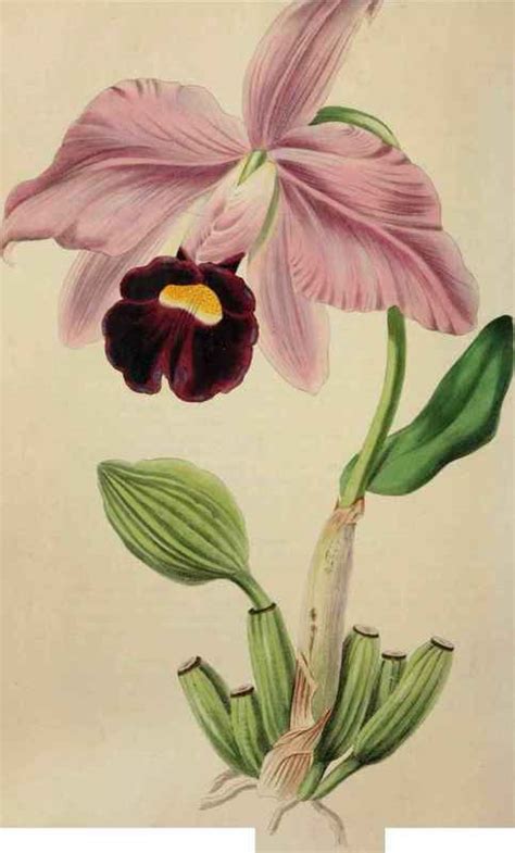 Cattleya Orchid Drawing At Explore Collection Of