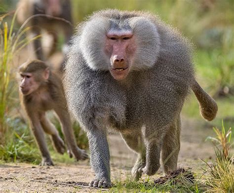 Hamadryas Baboons