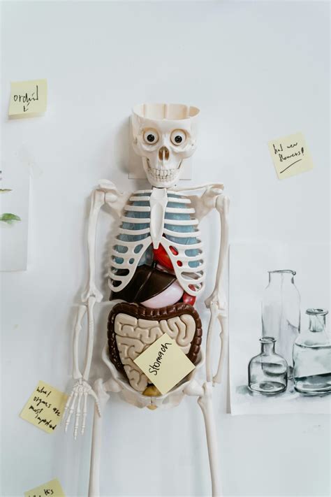 Can Your Gallbladder Rupture Causes Symptoms And Treatment Harmony