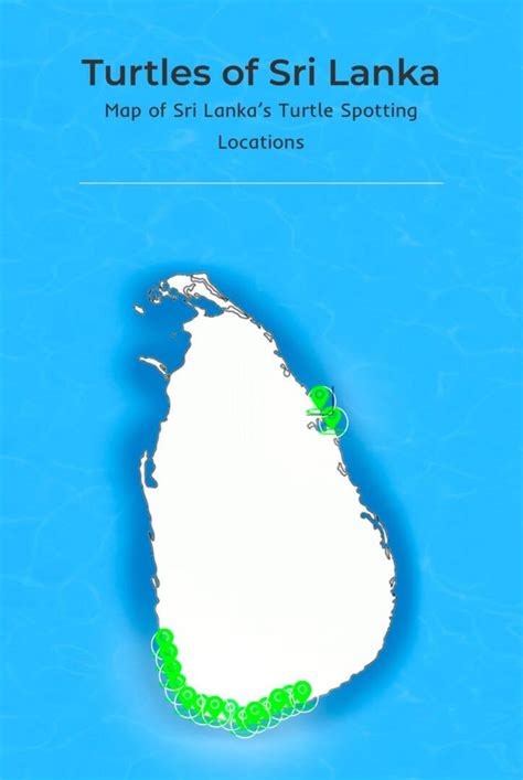 Sea Turtle Mission Wild At Life