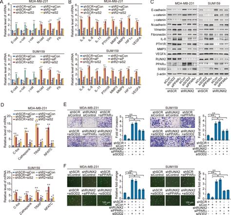 Runx2 Recruits The Nurd Mta1 Crl4b Complex To Promote Breast Cancer Progression And Bone