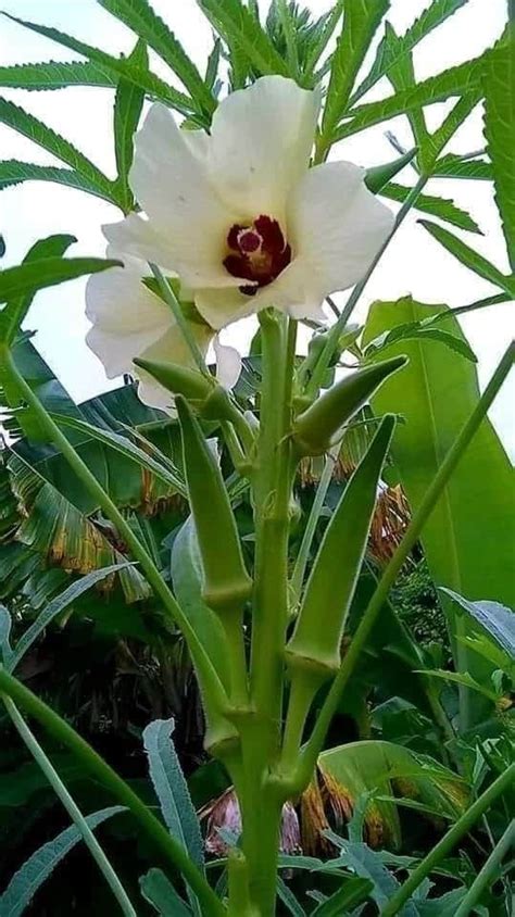 Okra Health Benefits Nutrition Recipes And Side Effects Artofit