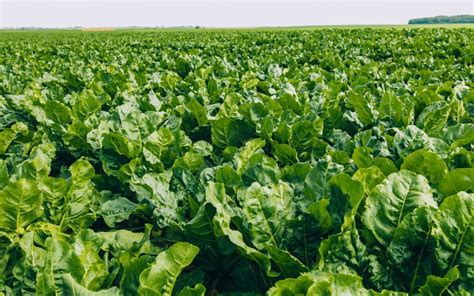 Oxidate® 20 Biosafe Systems