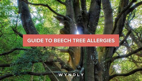 Beech Tree Allergy Cause Symptoms Treatment 2026 And Wyndly