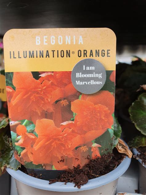 Trailing Begonia Illumination Orange Pot Beechmount Garden Centre