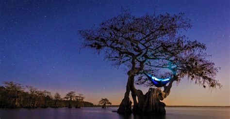 Cypress Tree Wallpapers Wallpaper Cave