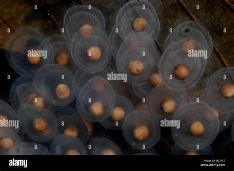 Spotted Salamander Eggs