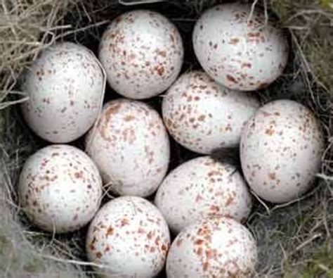 Bird Egg Identifier Gardenbird