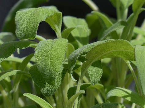 What Does Sage Taste Like Blogchef