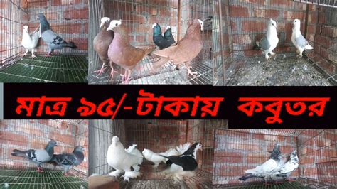 সস্তা দামে ভালো ও সেরা মানের কবুতর কিনুন আজই মাত্র ৯৫ টাকা পিচ রেজা কবুতর ঘর বগুড়া