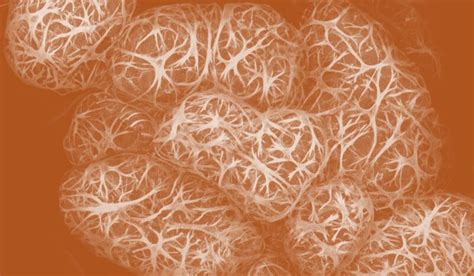 Jumar Bioincubator Officially Opens Wehi