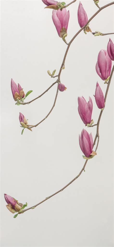 Solid Spring Colors Wallpapers Wallpaper Cave