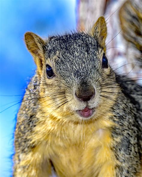 Smiley Squirrel Portrait Scrolller