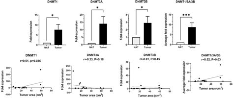 The Expression Levels Of Dnmts In Gbm Tissues And Nat And Correlation Download Scientific