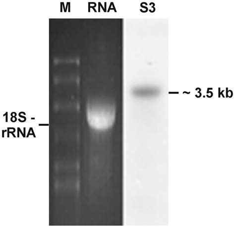 Northern Blot Analyses Of Smdia Transcripts Northern Blot Analyses