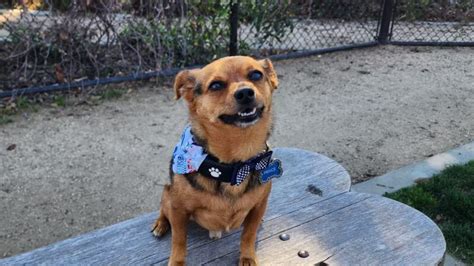 Fletcher Park El Monte Ca Bark Park Finder