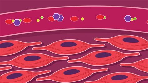 Thyroxine Higher Coordination And Control The Human Endocrine System Edexcel Gcse