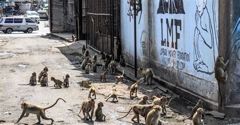 Diogenes Middle Finger Sex Crazed Monkeys Take Over Movie Theater And